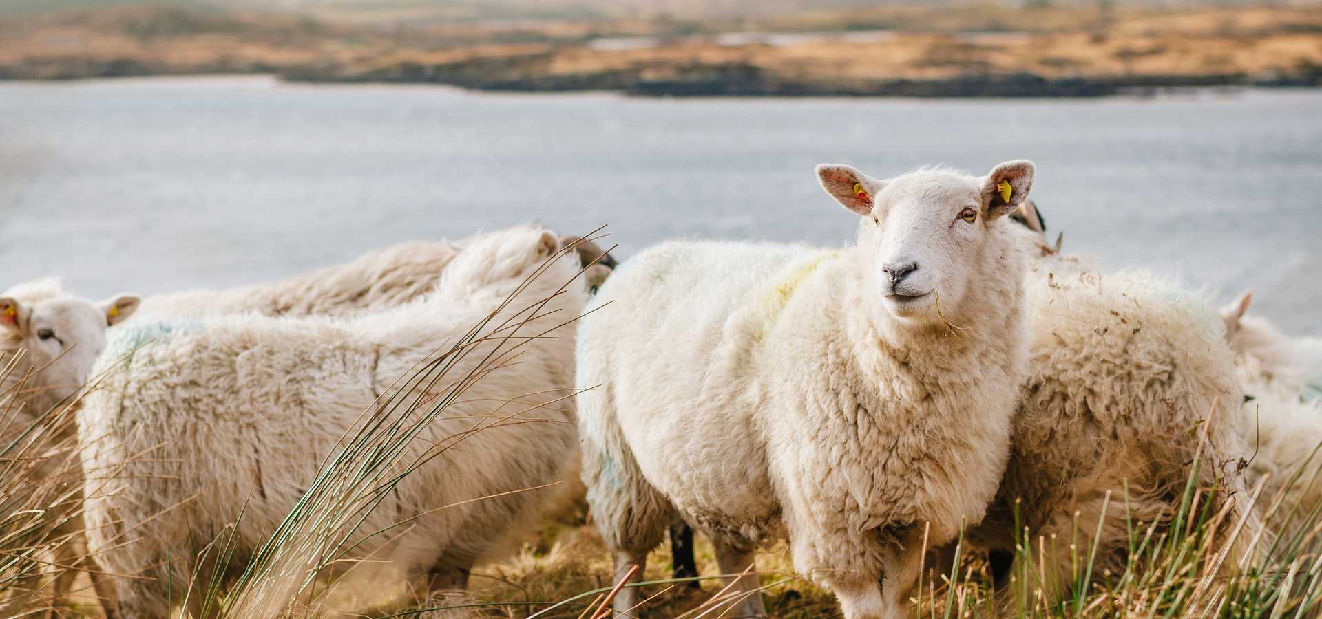 Elsewhere | Exploring Ireland's Natural Wonders