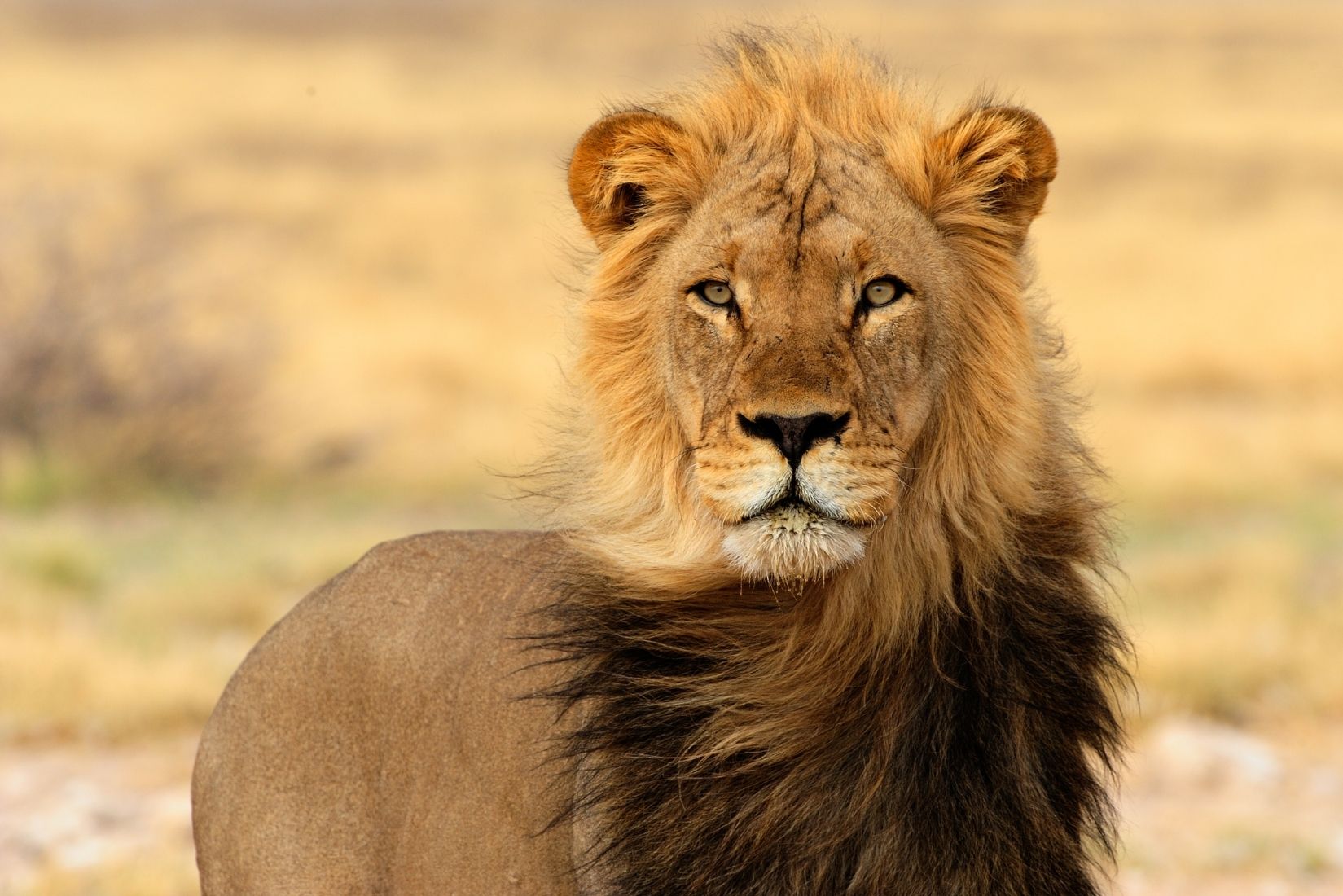 The black-maned lions in the vast expanses of the Central Kalahari Game ...