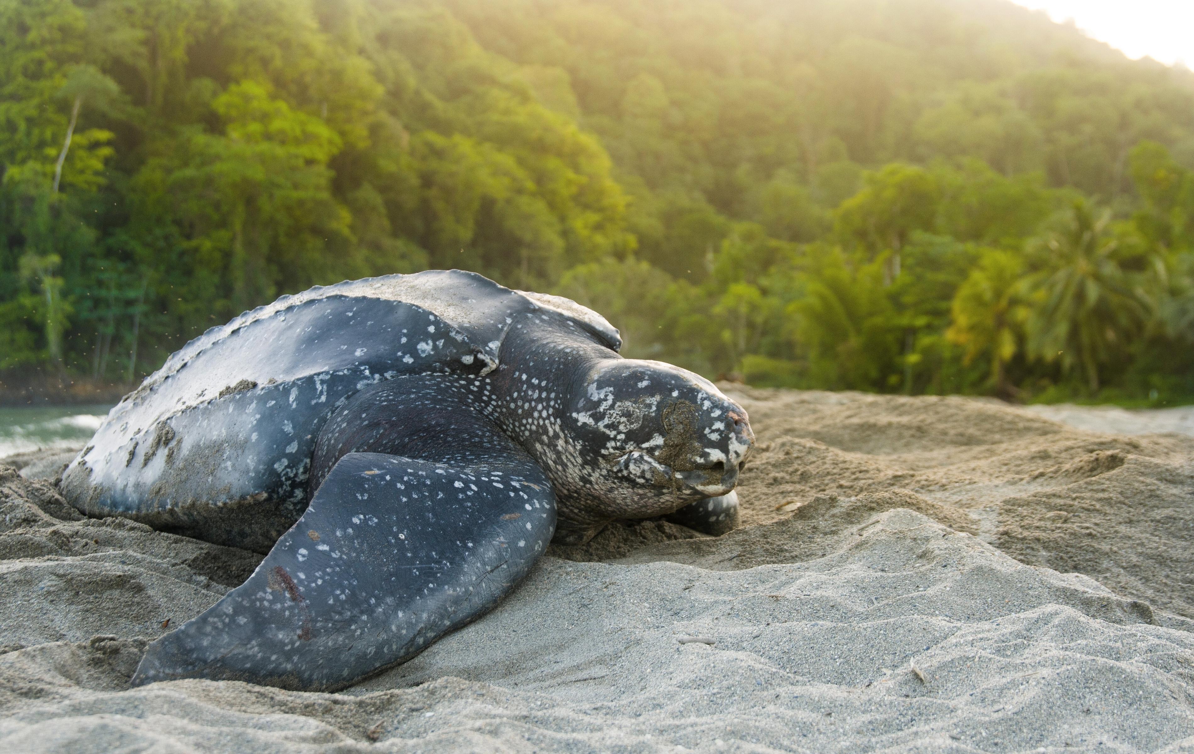 Leatherback sea turtles making their epic migration to Playa Grande