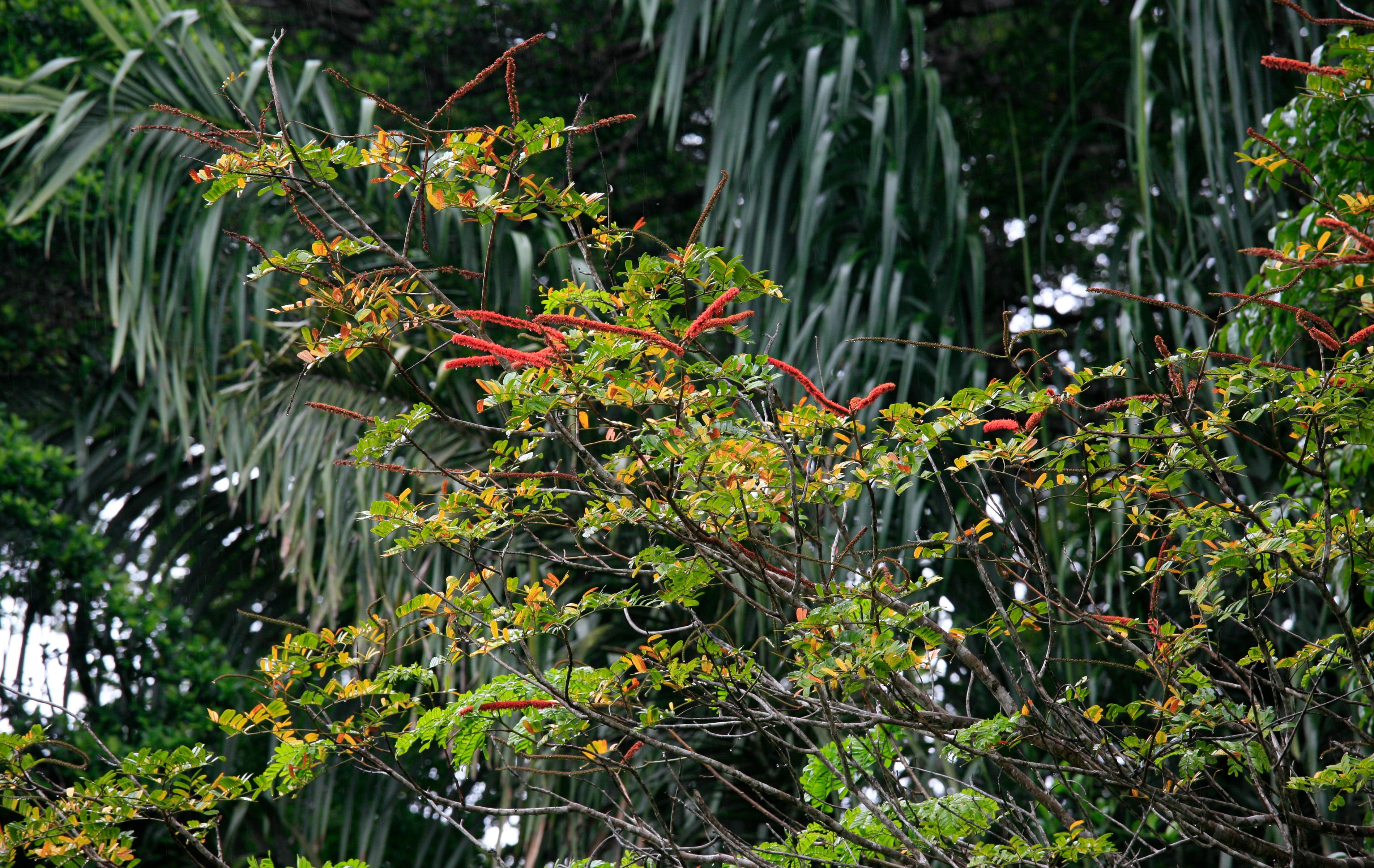 See French Guianas diverse flora and fauna at the Trésor Nature Reserve.