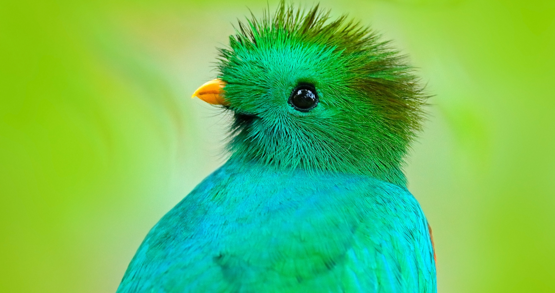 An iconic birdwatching opportunity, the resplendent quetzal, in all ...