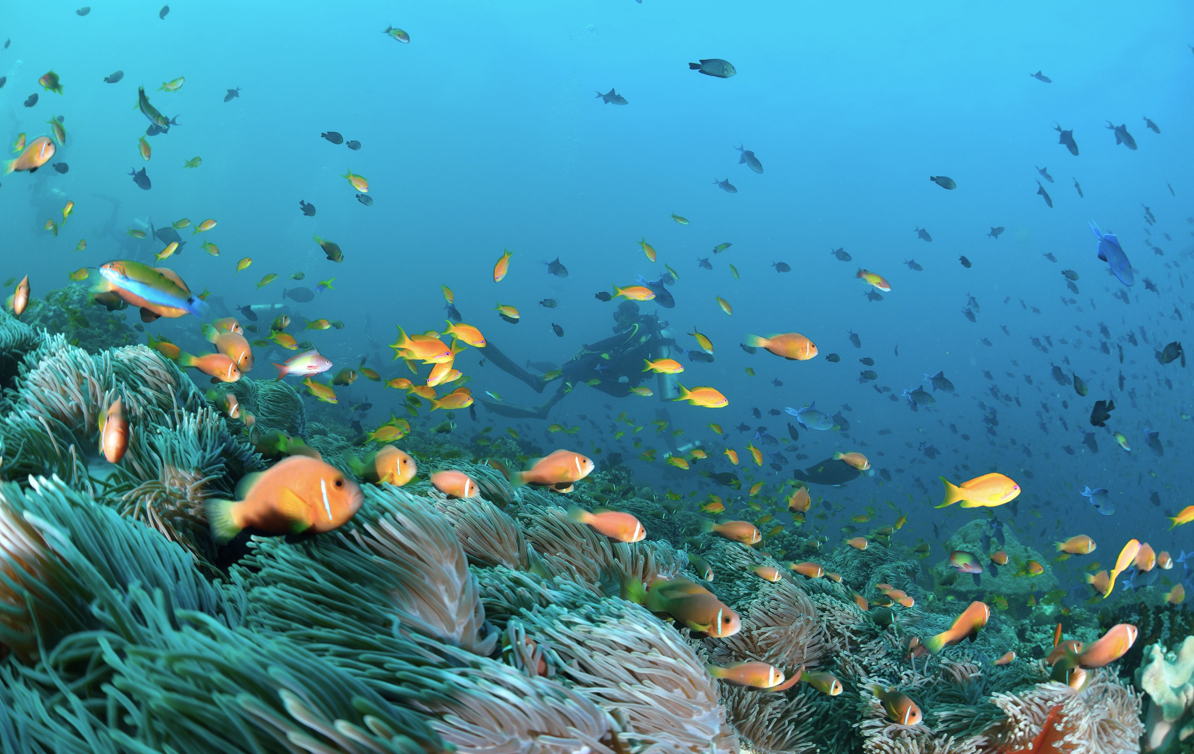 The mesmerising underwater world just meters from your beach towel.
