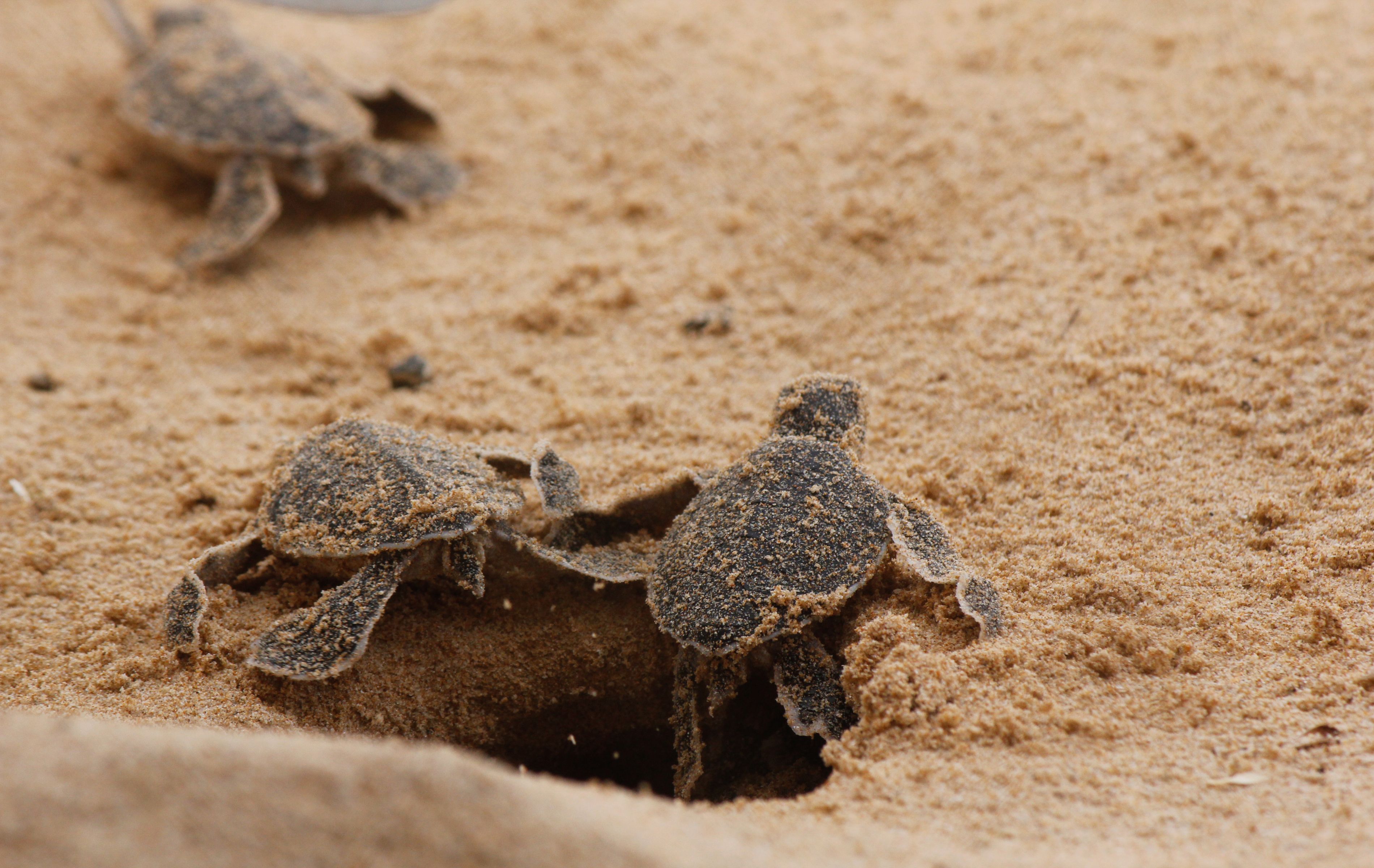 Turtle hatchlings poking their noses out of the sand and hurrying down ...