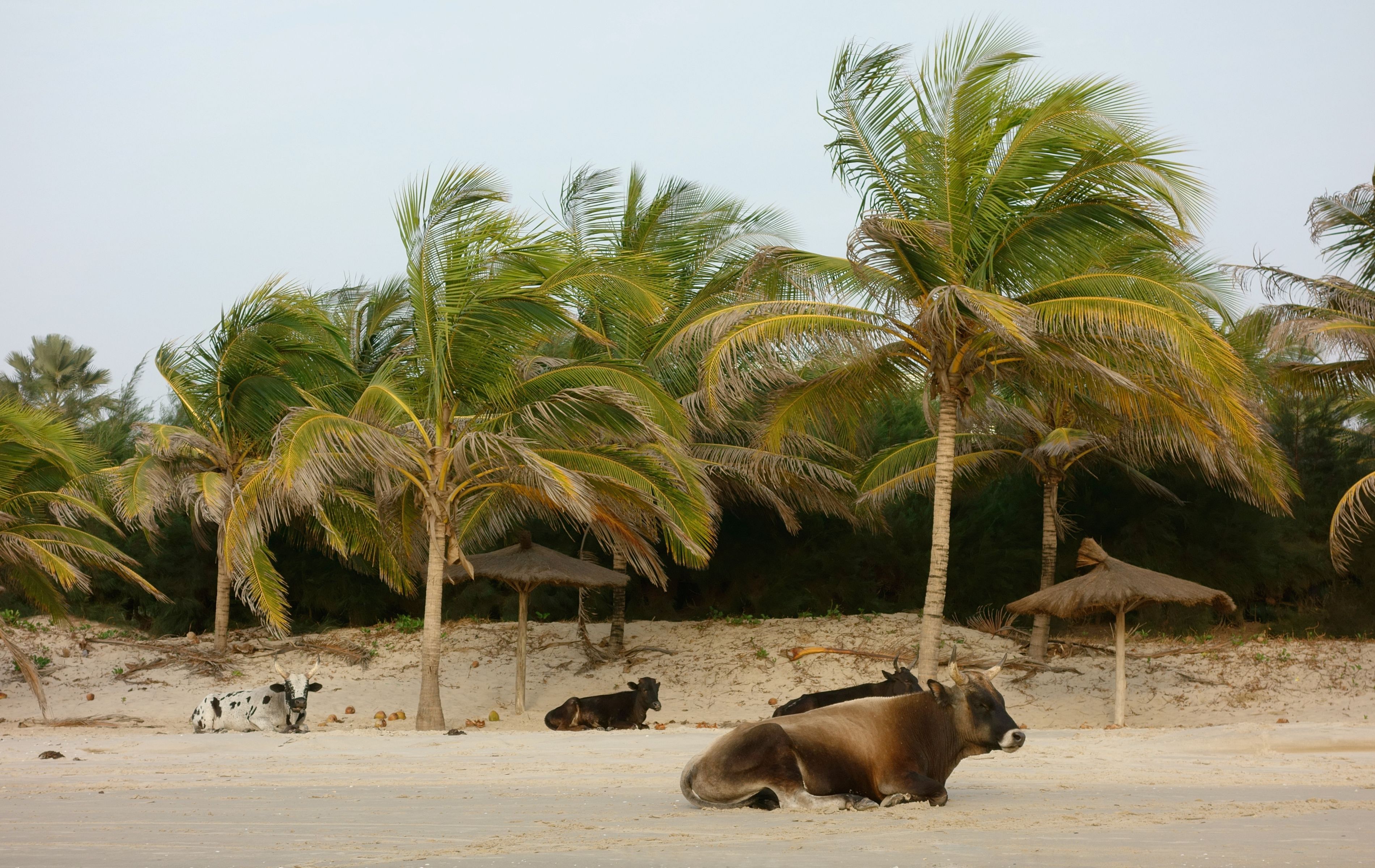 Cap Skiring, among West Africa’s most beautiful beaches.