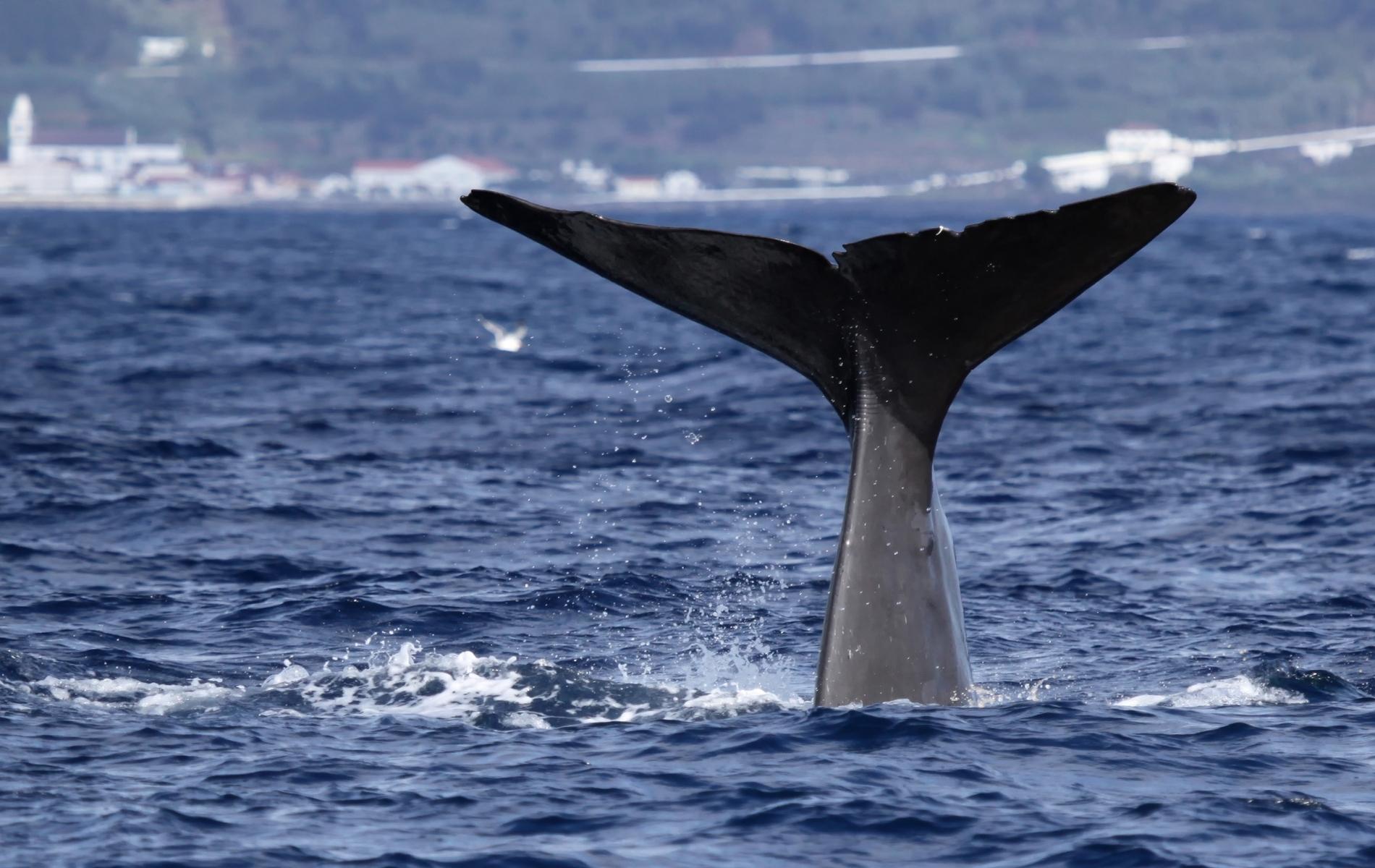 Watch wales crest in the Atlantic Ocean.
