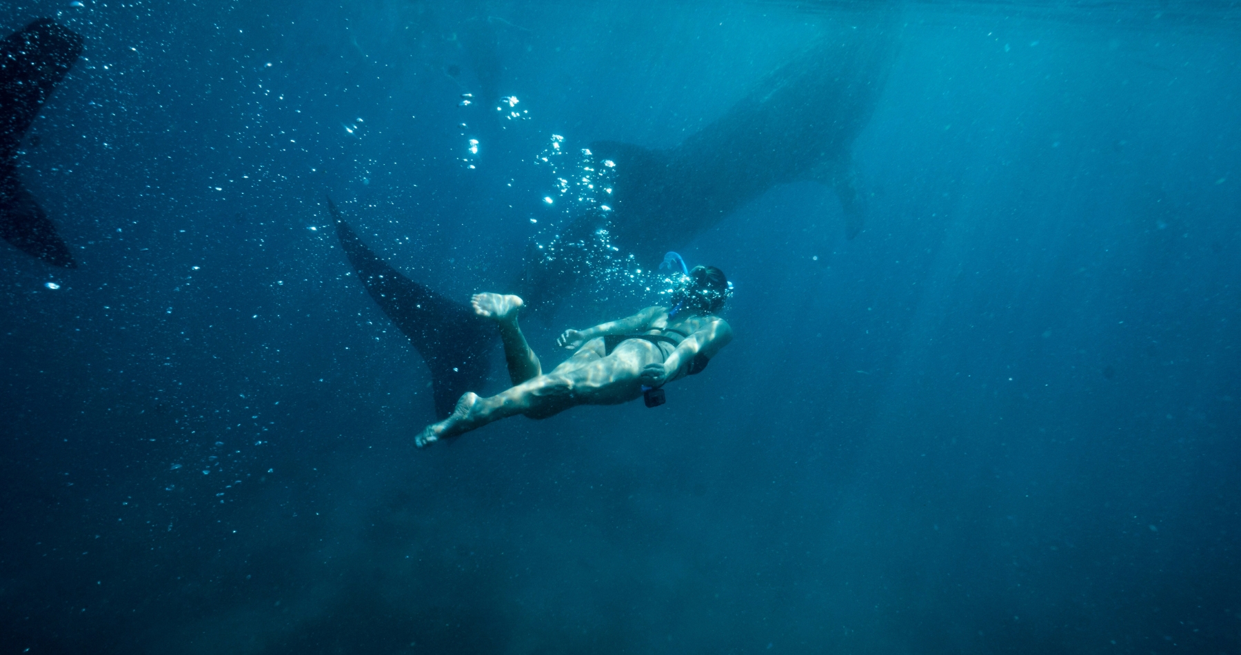 Butanding (whale sharks) on their annual migration past Luzon Island