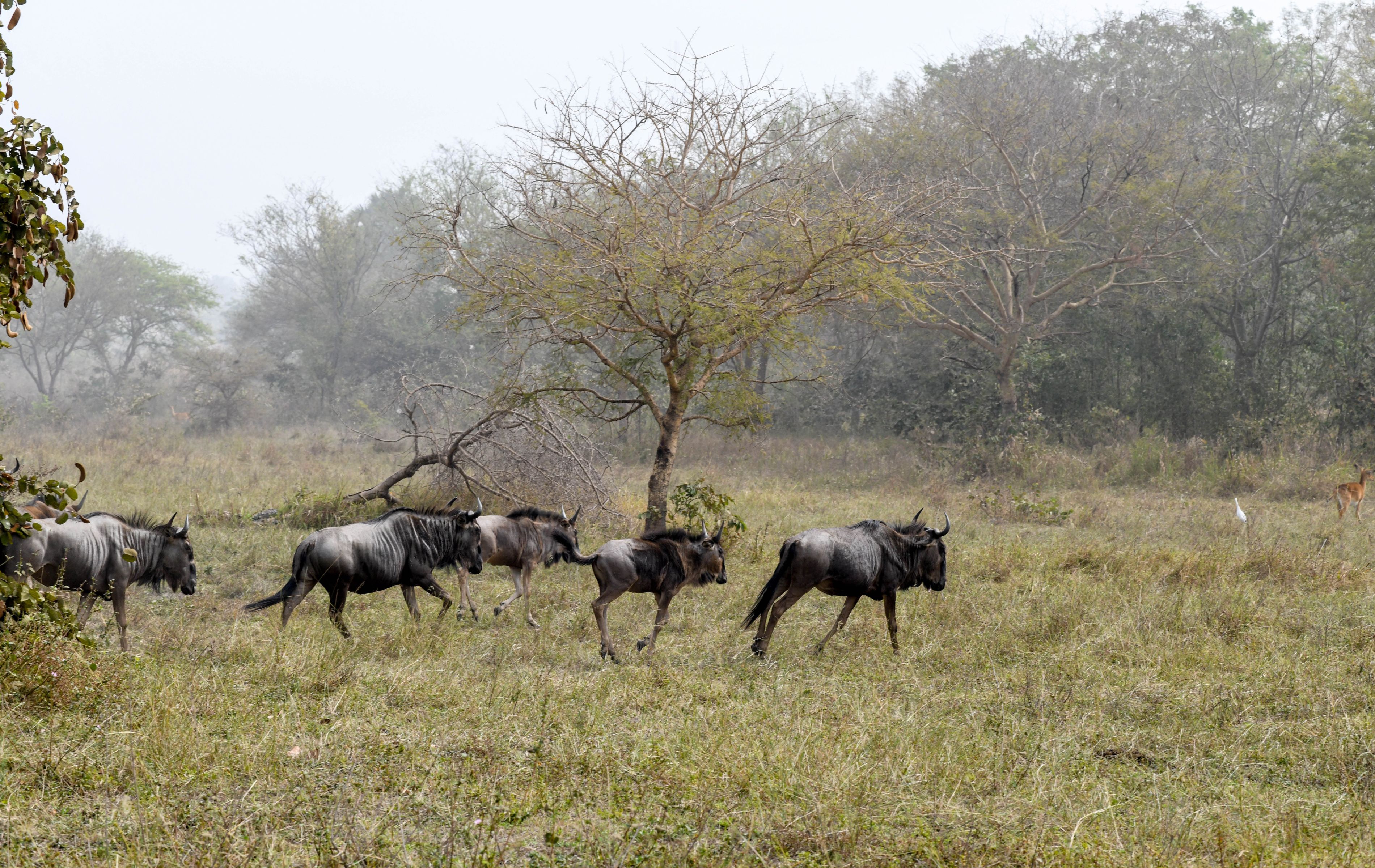 Buffaloes, ostriches and antelope on the grasslands of Parc Sarakawa.
