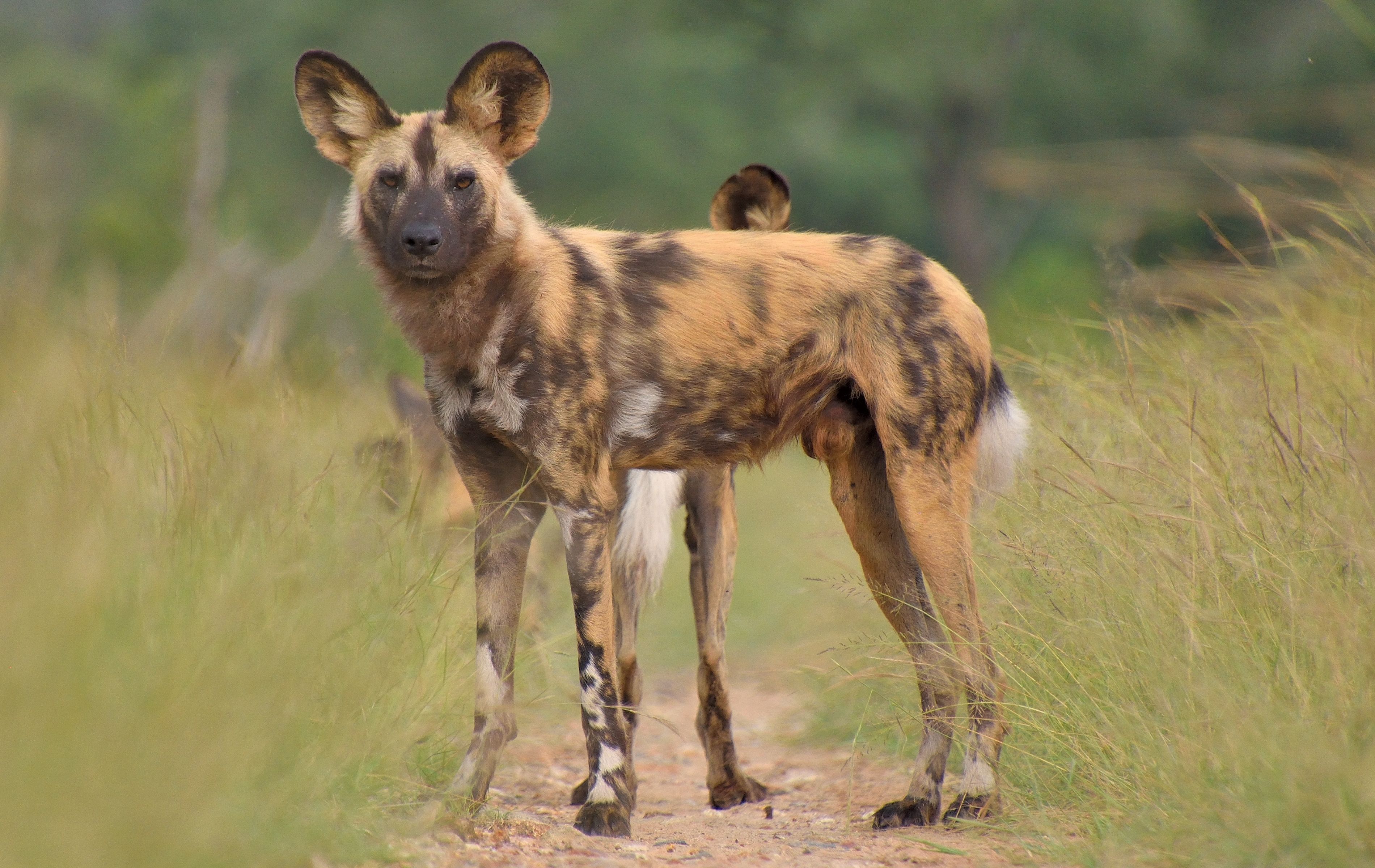 Endangered African wild dogs hunting en masse in Hwange National Park.
